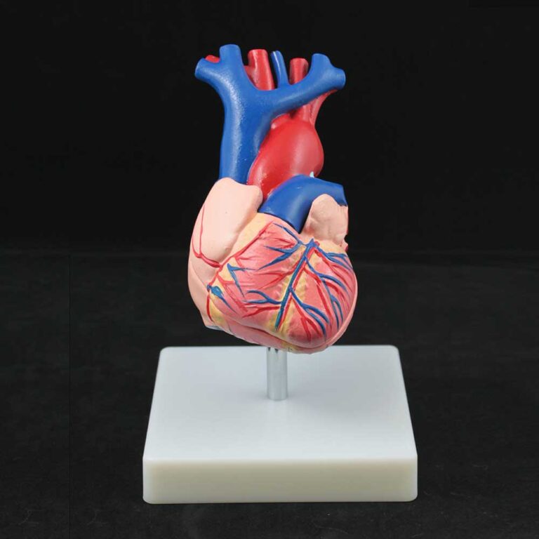 Economy Heart Model, Life Size, with Key - Supertek Scientific