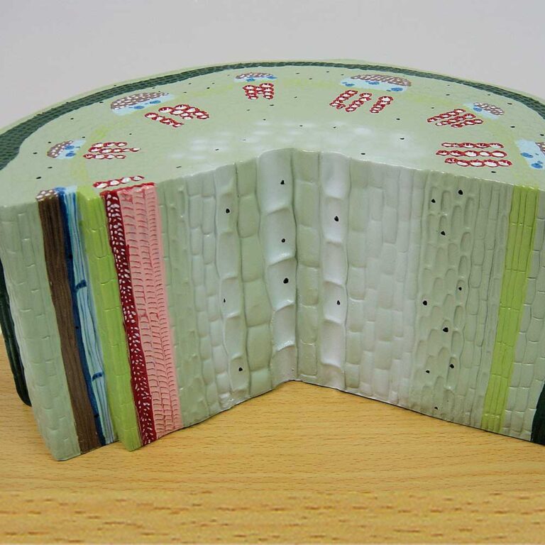 Dicot Stem Model, With Manual - Supertek Scientific