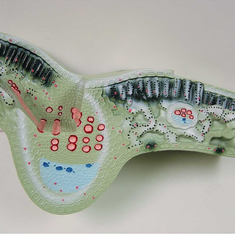 Leaf Structure Model, With Manual - Supertek Scientific